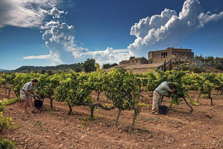 Els cellers catalans de Torres es converteixen en el vi més admirat del món