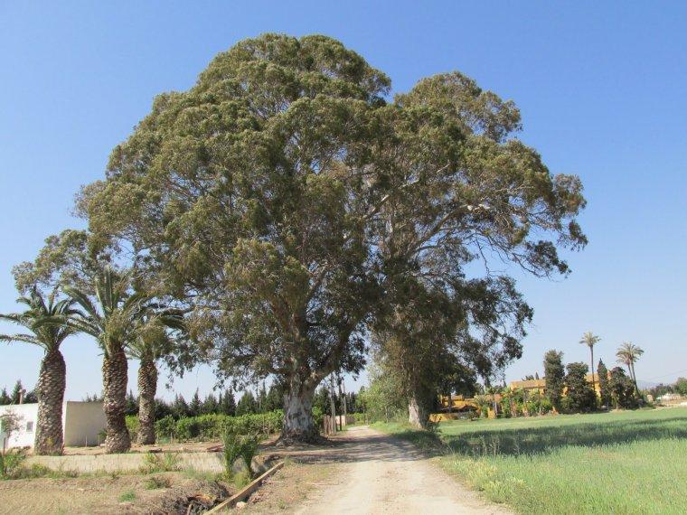 Una pareja de Eucaliptos formidables