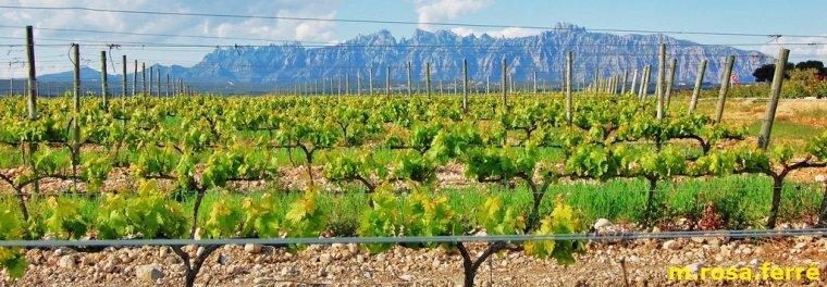 Codorniu, l'empresa més antiga de Catalunya va néixer el 1551