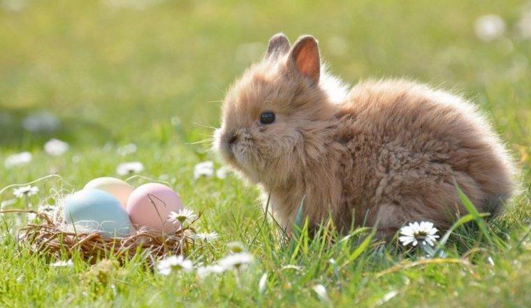 La llegenda del conill de Pasqua