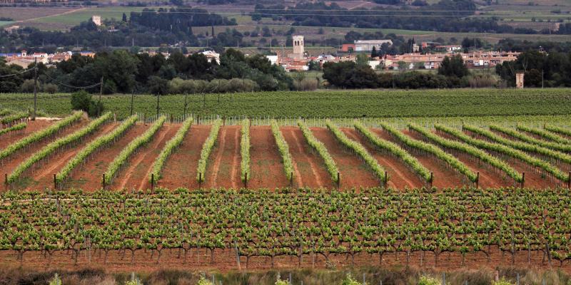 DO Penedès: 2.700 anys d’història vitivinícola